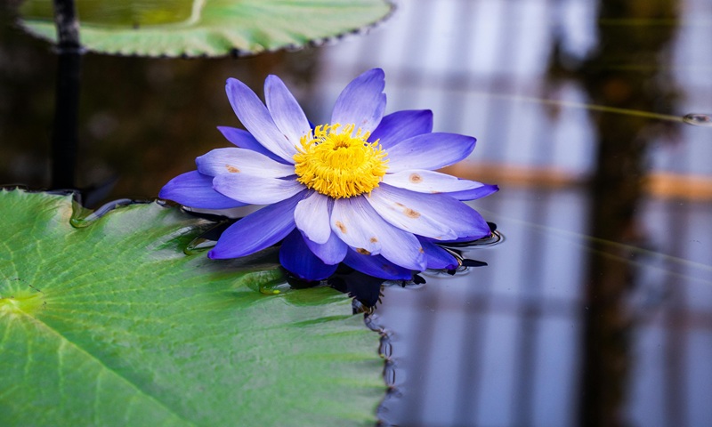 How to Build a Stunning Garden Pond: A Step-by-Step Guide to Creating ...